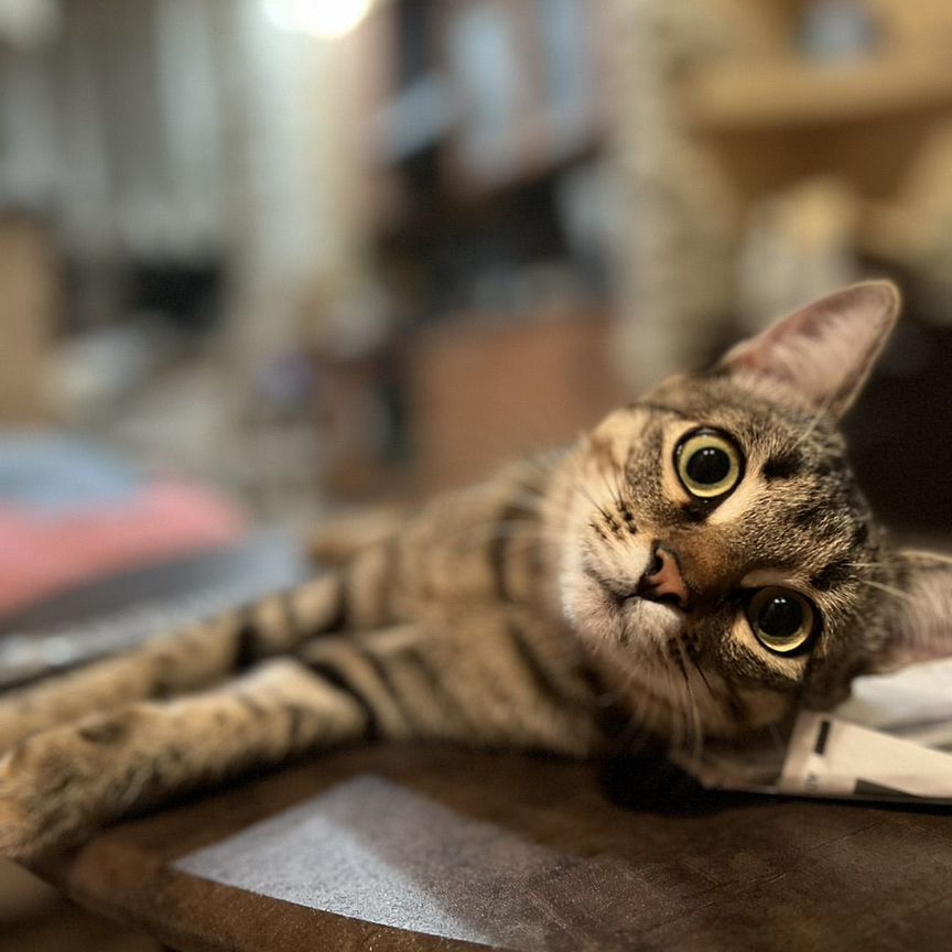 Молоденький котик ищет дом