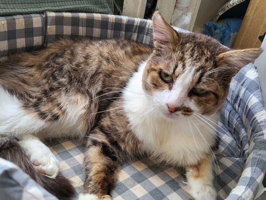 Котик