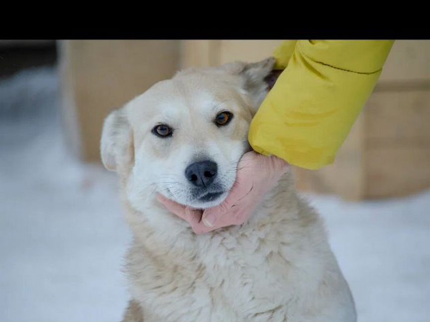 Отдам в добрые руки