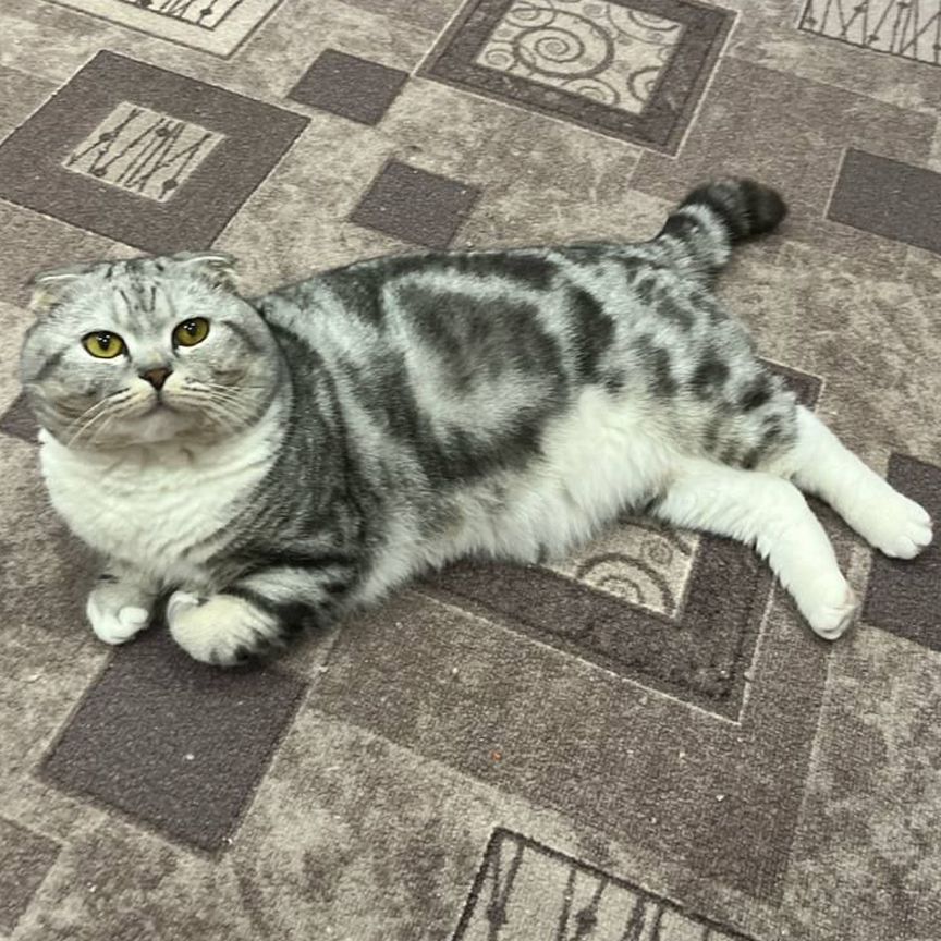 Шотландский вислоухий