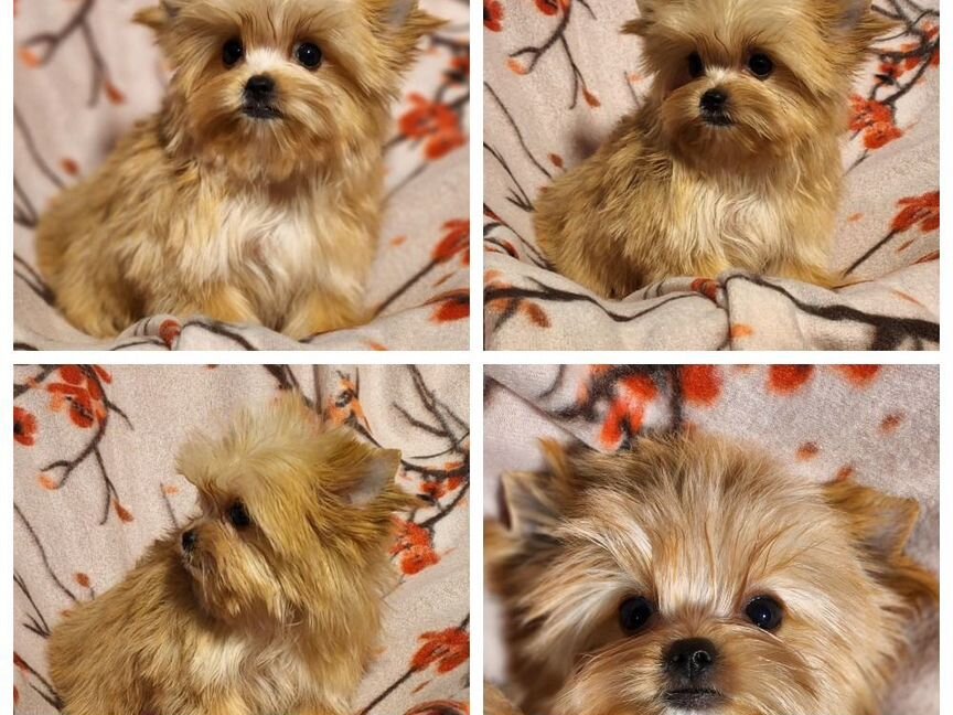 Золотое микро-чудо