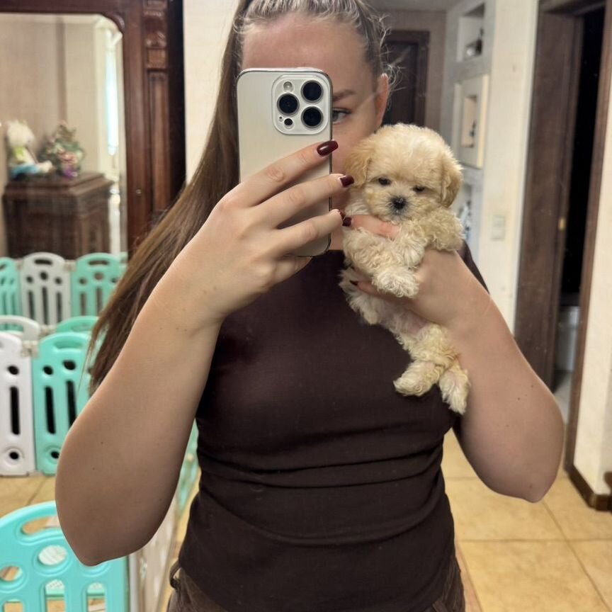 Мальтипу, щенок