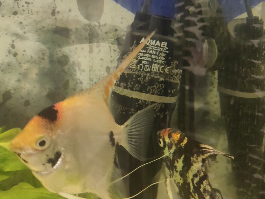 Скалярии пара