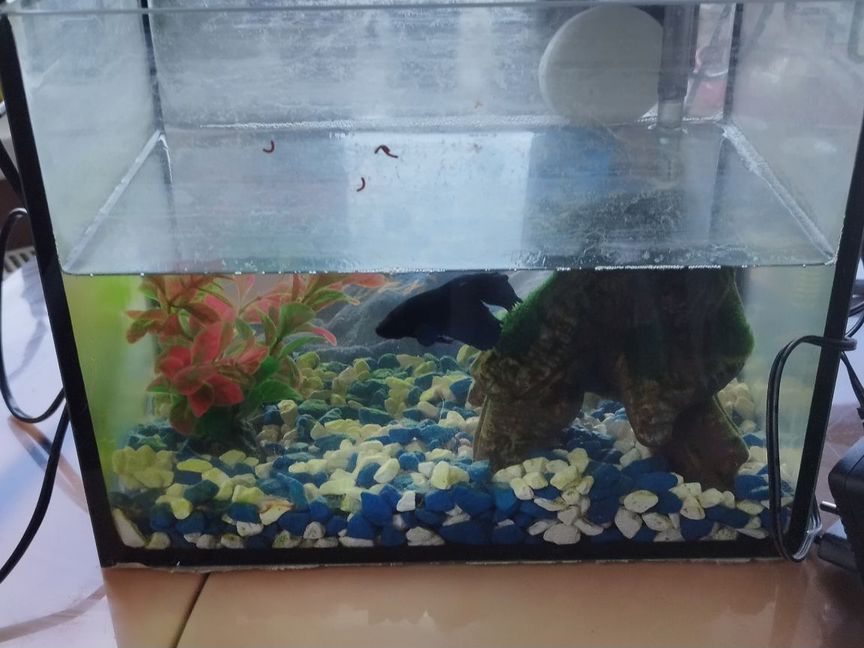 Аквариум с рыбками бу