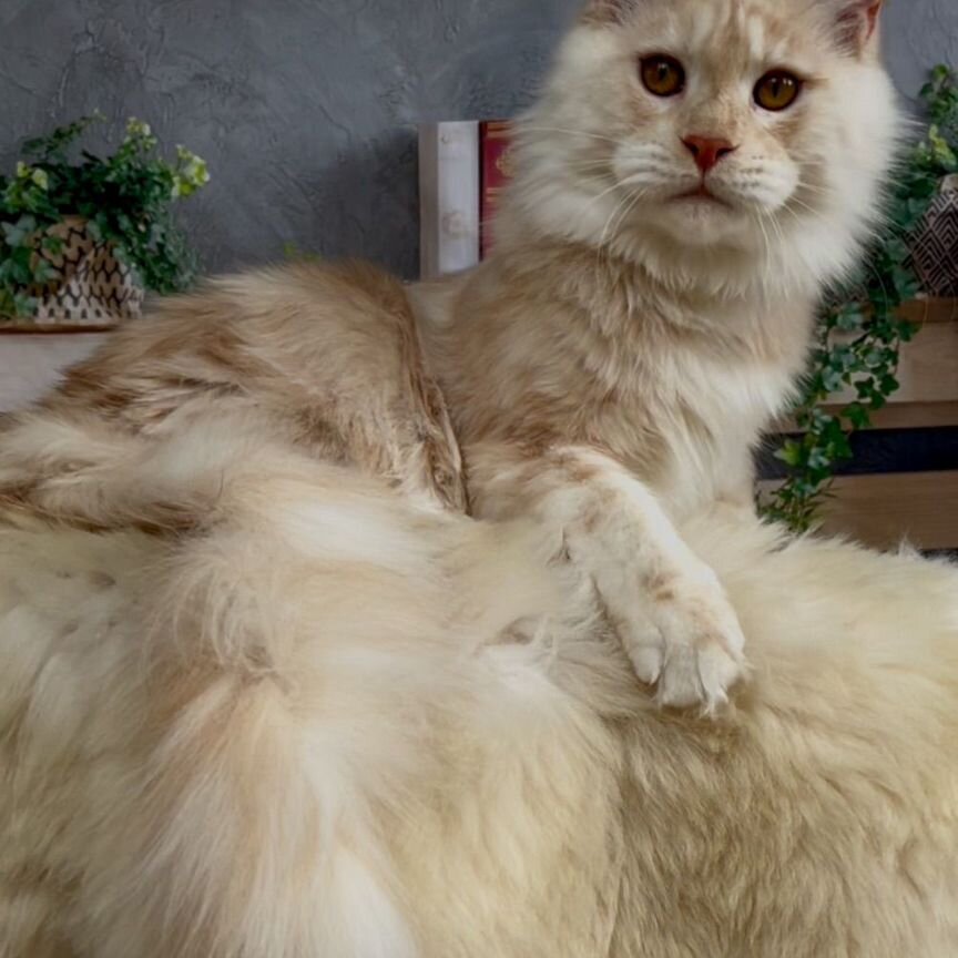 Котенок мейн-кун, забодает нежностью