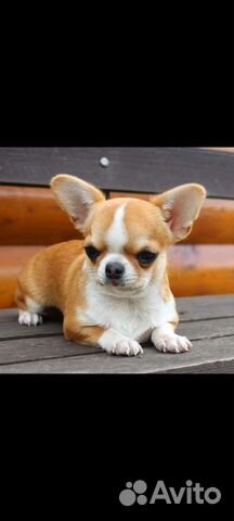 Рыжая миничихуа