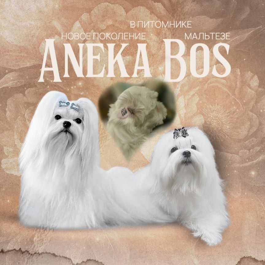 Щенки мальтийской болонки