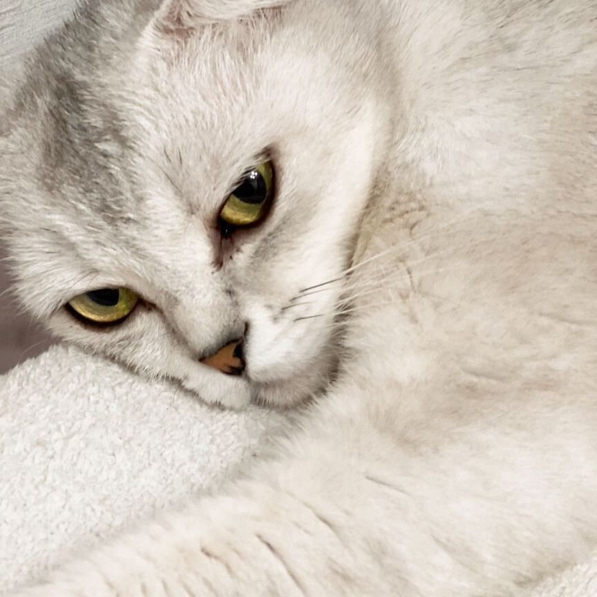 Милая и послушная кошка
