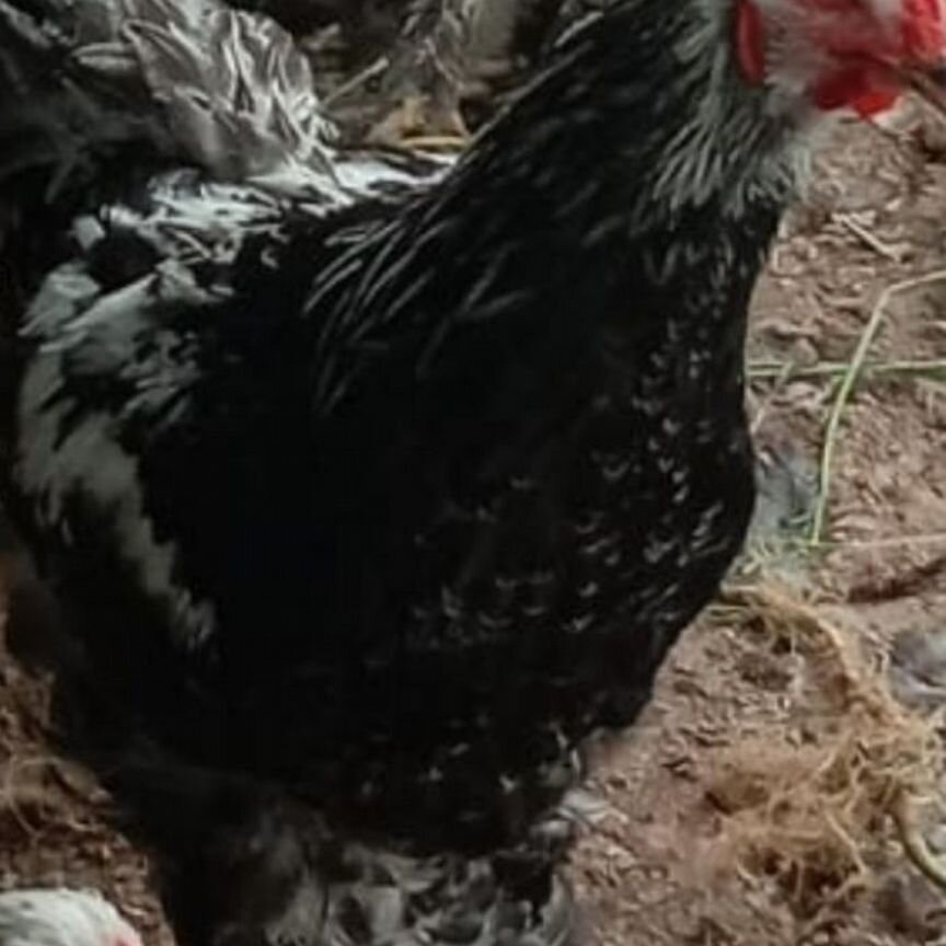 Молодые петушки порода Брама Чёрная