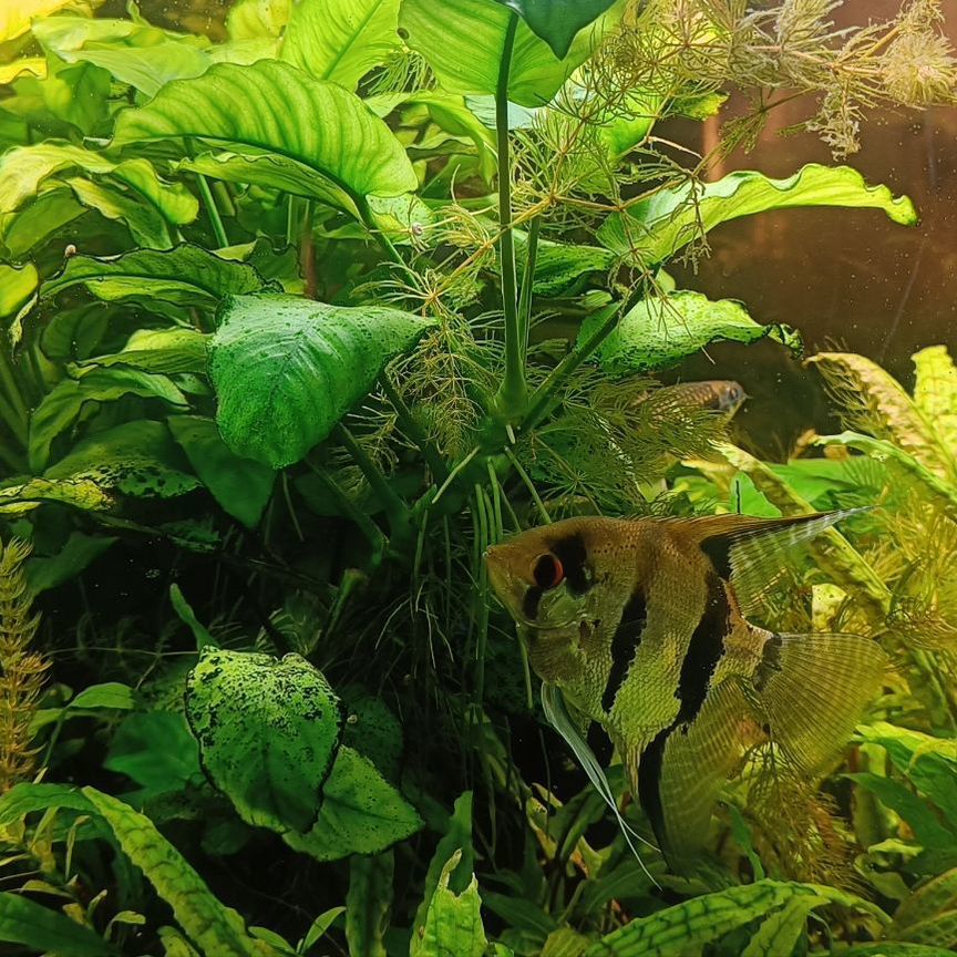 Скалярии обмен или продажа