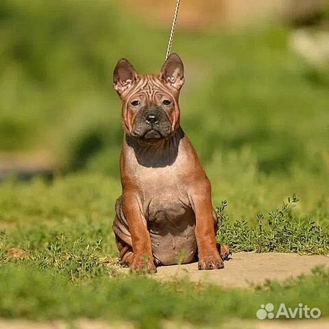 Китайский чунцин