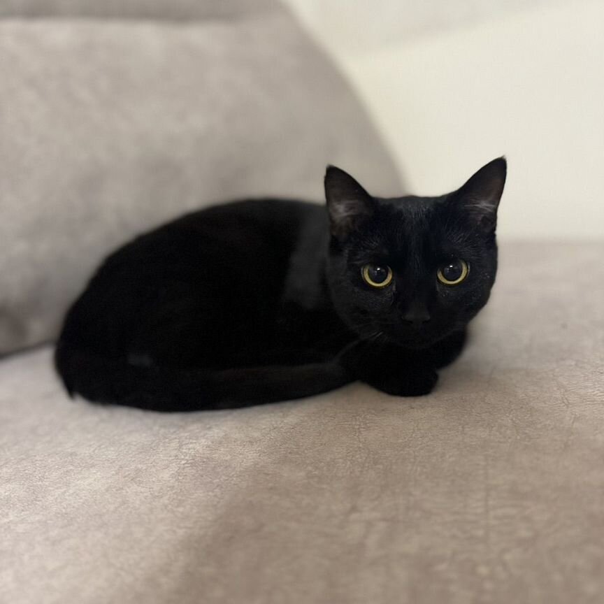 Кот в добрые руки