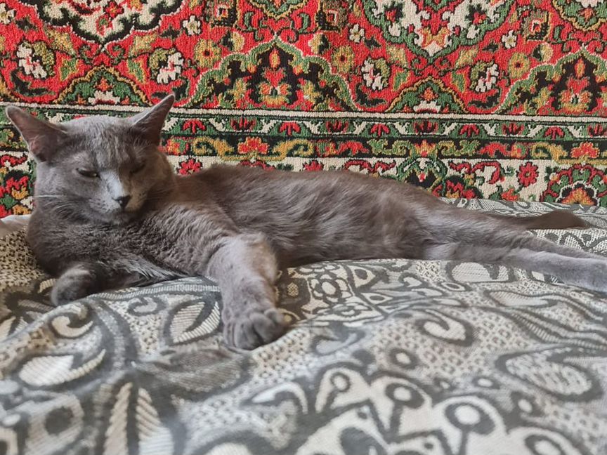 Отдам котёнка (11 месяцев) в хорошие руки