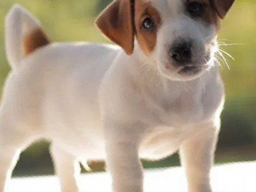 Джек Рассел терьер