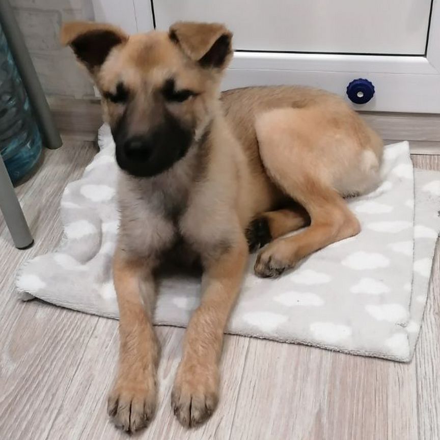 Щенок в добрые руки