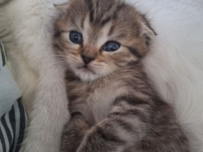 Шотландский вислоухий котёнок