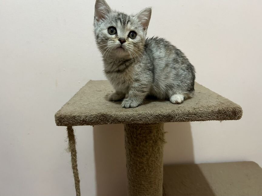 Кошка