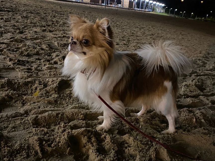 Вязка чихуахуа мальчик