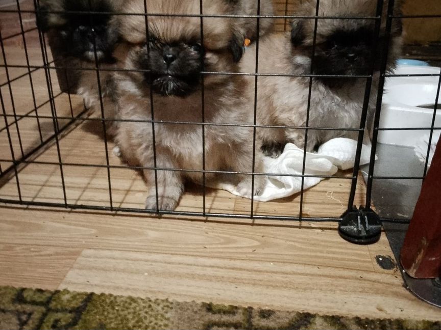 Щенки помесь шпиц с пекинесом