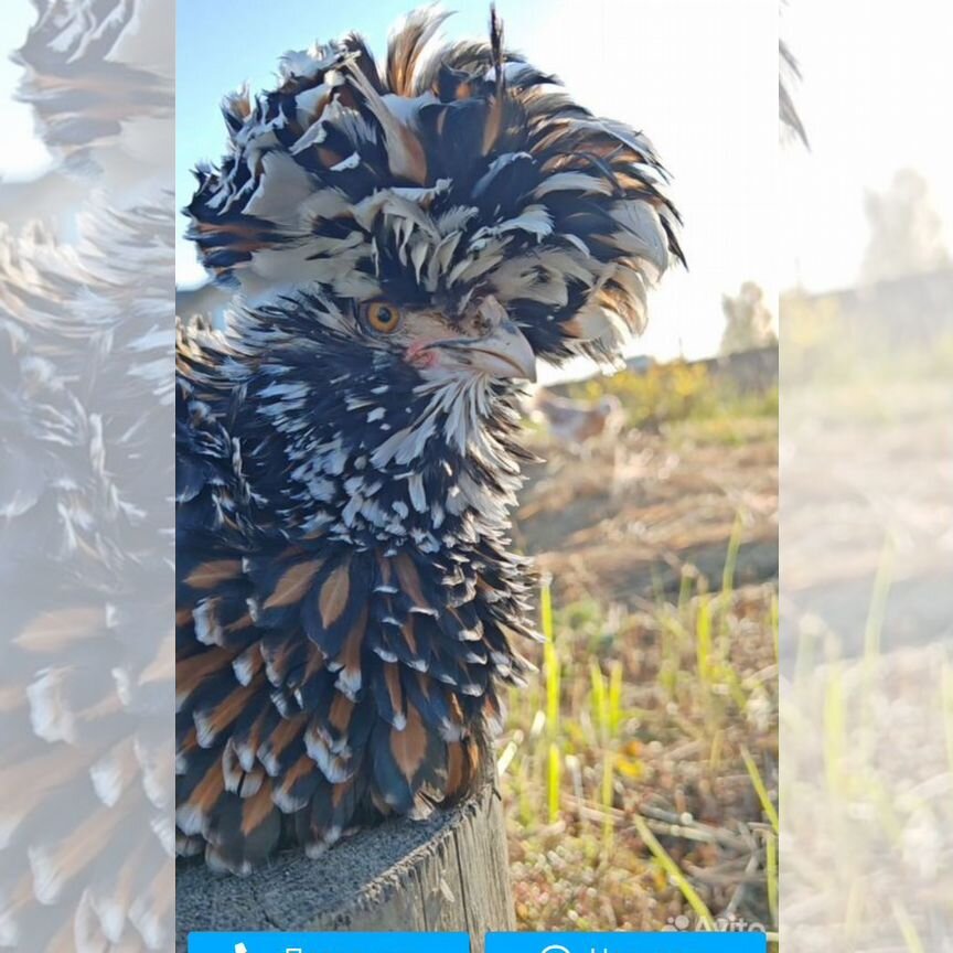 Падуан инкубационное яйцо