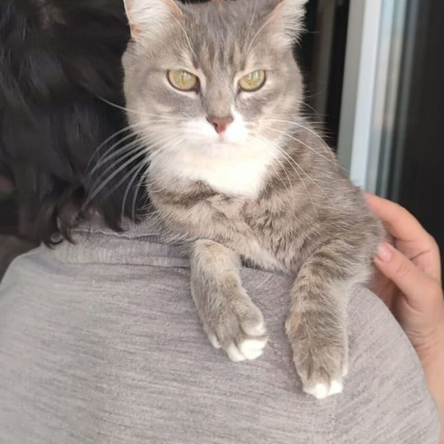 Кошка в дар бесплатно
