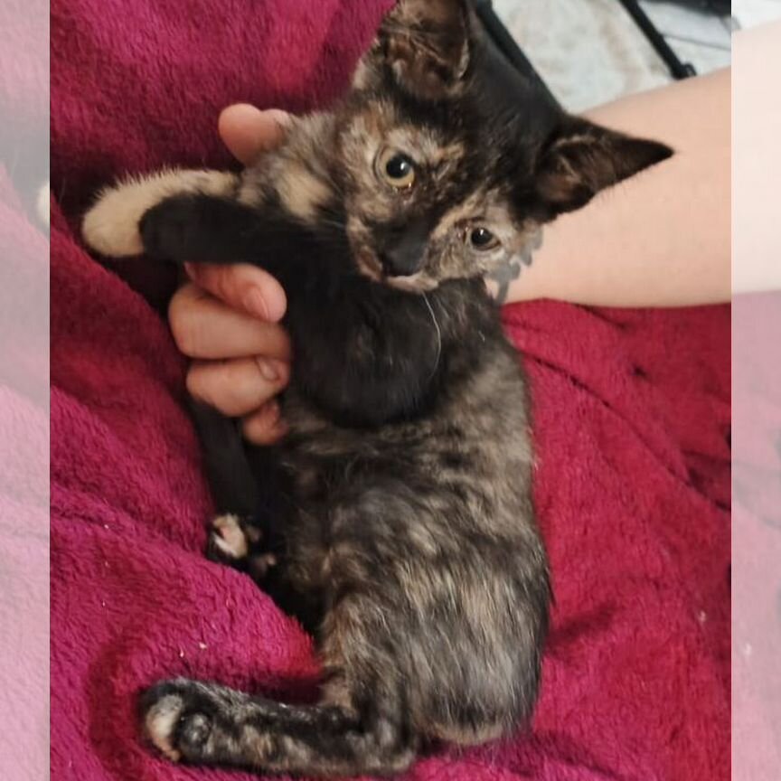 Котёнок в добрые руки