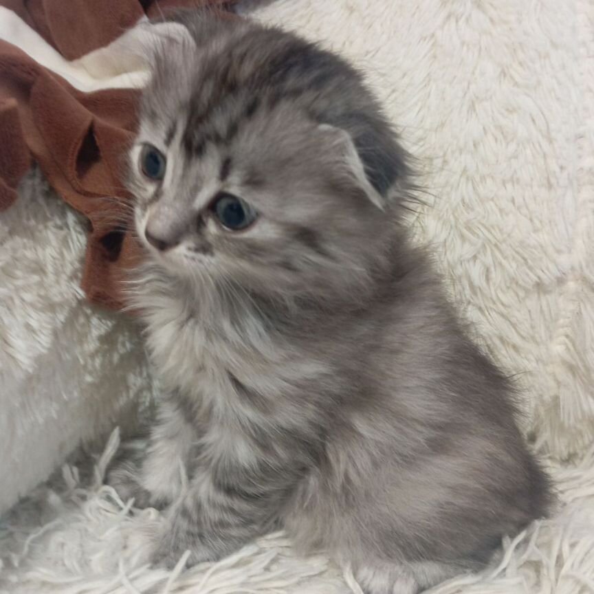 Шотландский вислоухий длинношёрстный котёнок