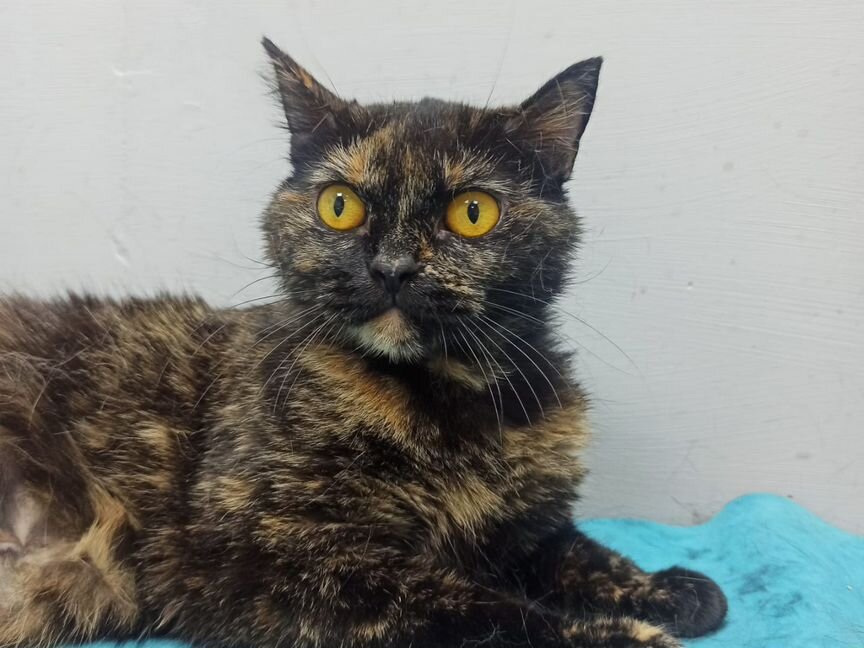Кошка