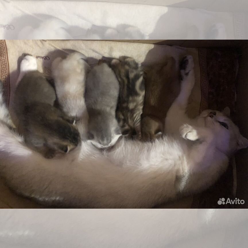 Котята золотая шиншилла