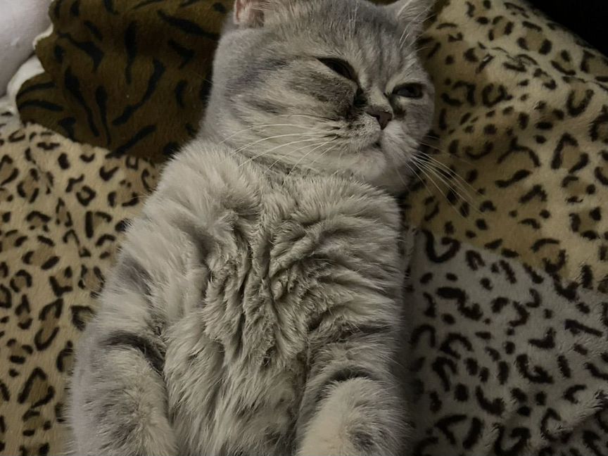 Персидская кошка