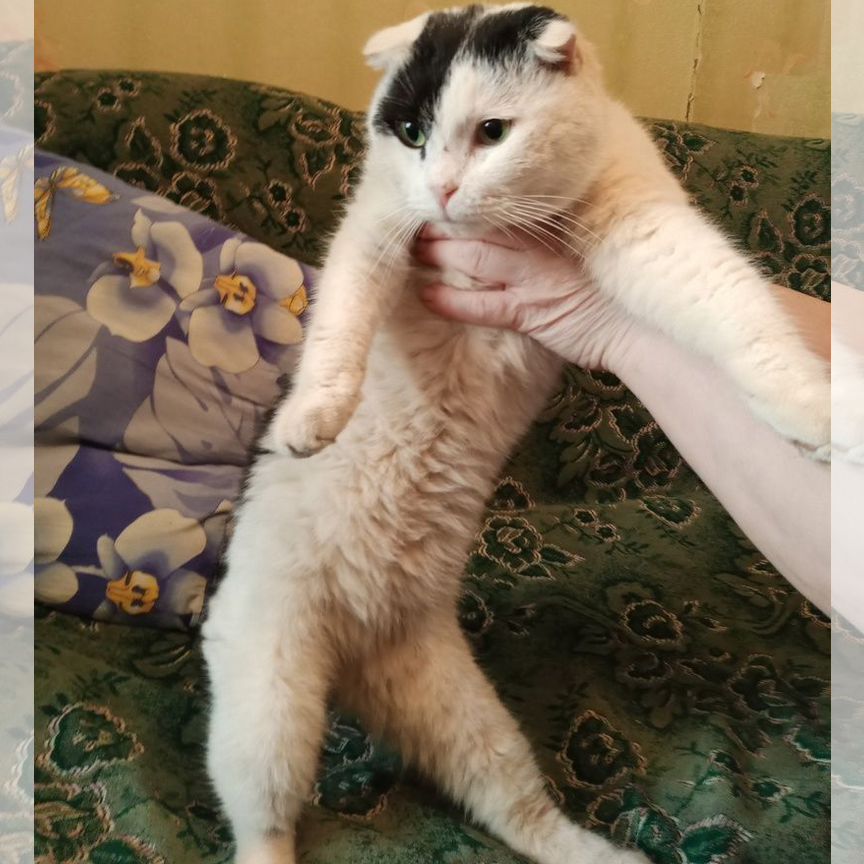 Кот из мусорного бака