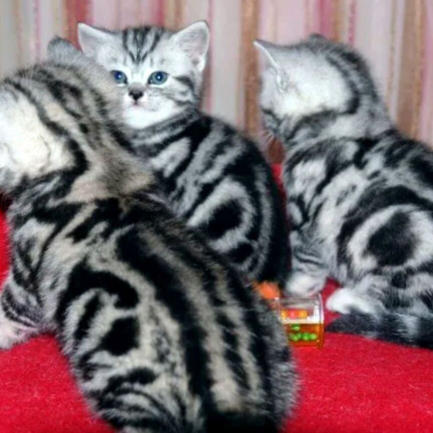 Элитные котятки) Яркие Мраморные