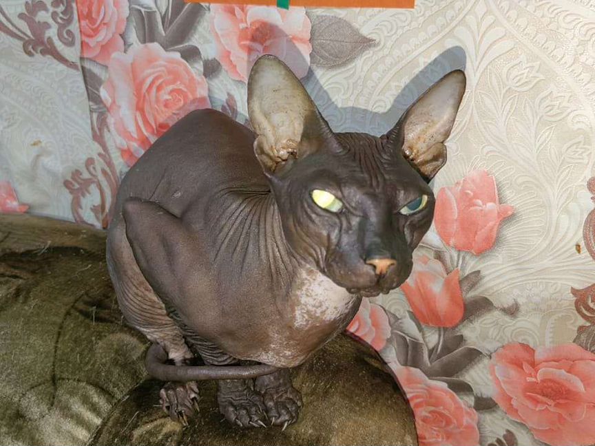 Сфинкс