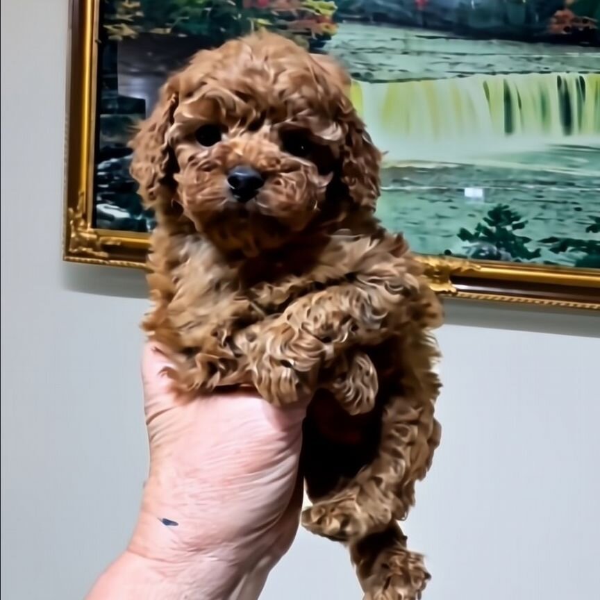 Той-пудель, щенок