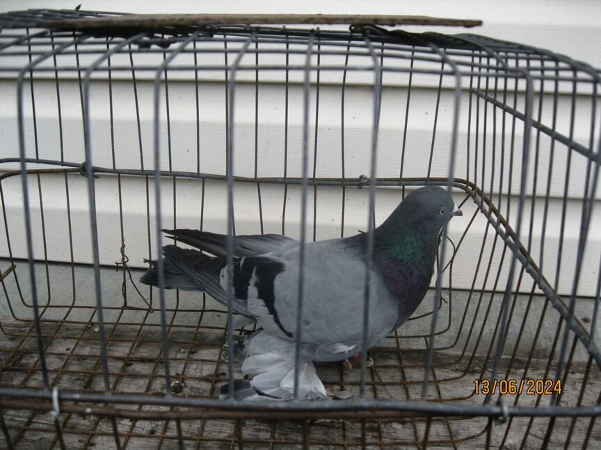 Голубь сизый (самец )