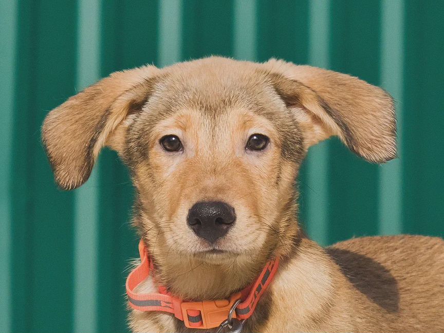 Щенок мальчик в добрые руки бесплатно