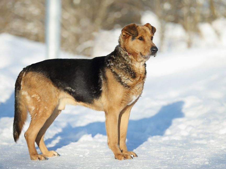 Мишка, лучший друг и компаньон, ищет дом