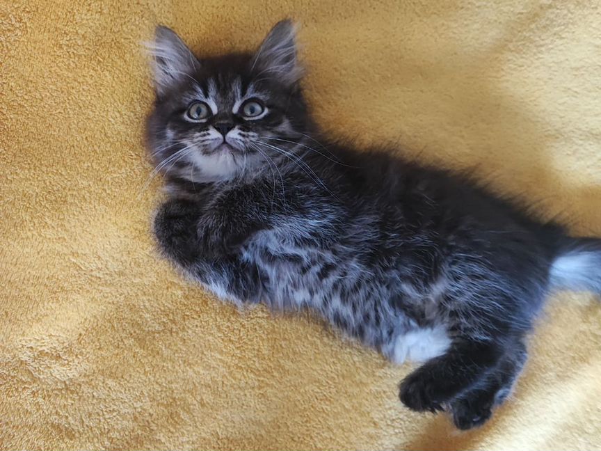 Котята ищут мам и пап
