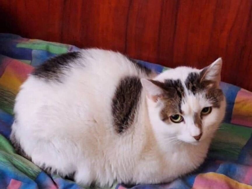 Котик Женя в дар, в добрые руки