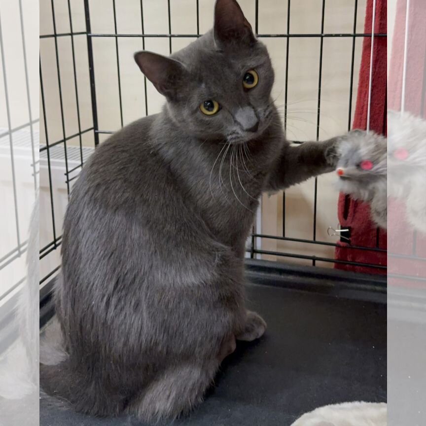 Русский голубой котенок в добрые руки