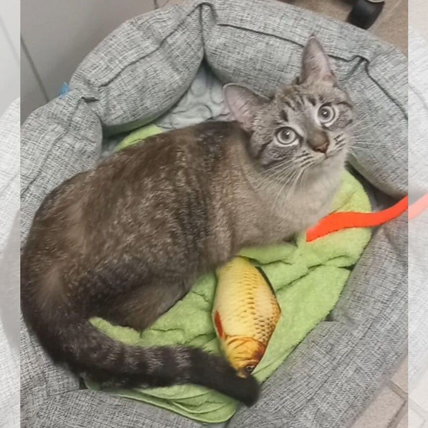 Тайская, взрослая кошка