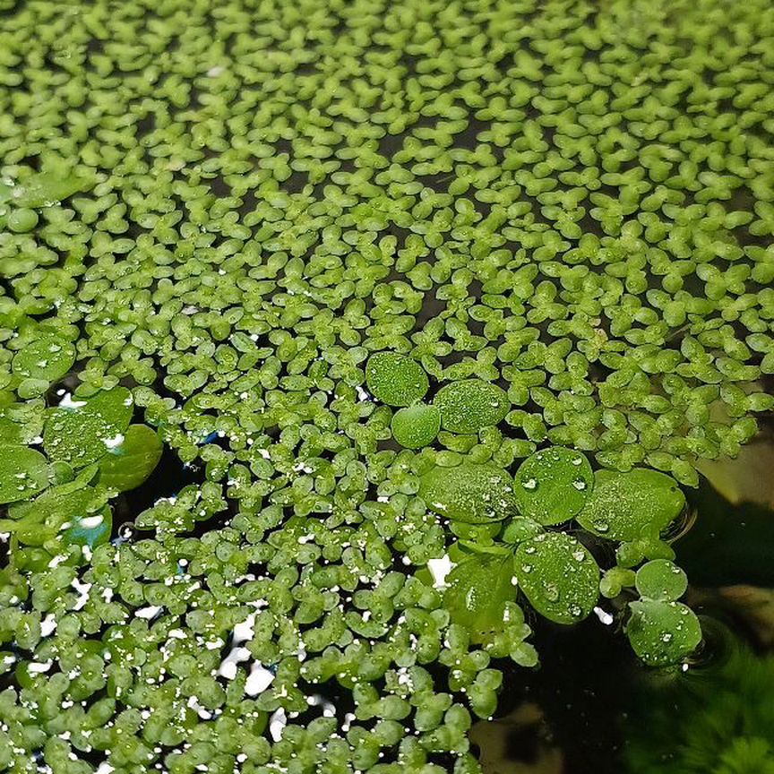 Верхоплавка