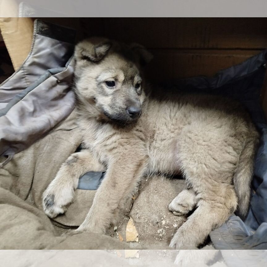 Сибирский хаски, щенок
