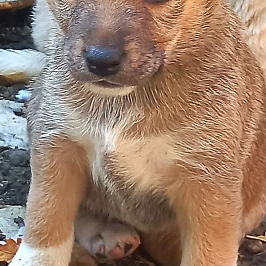 Озорная булка в добрые руки