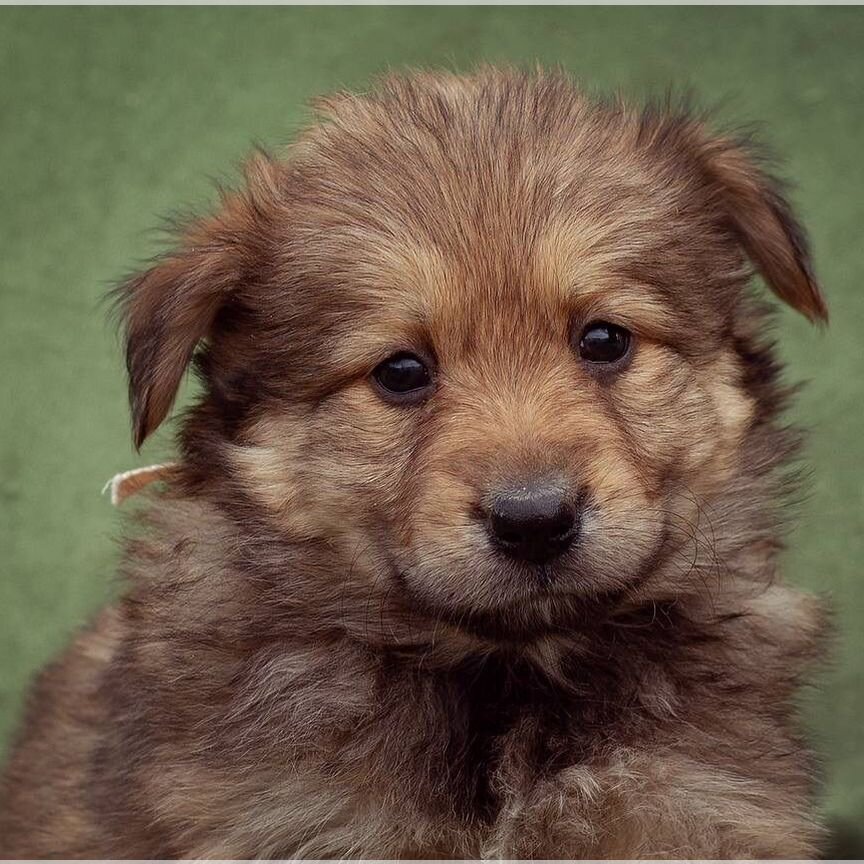 Щенок в добрые руки