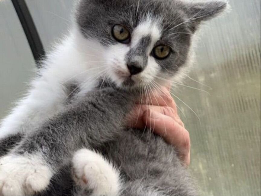 Котята в садах