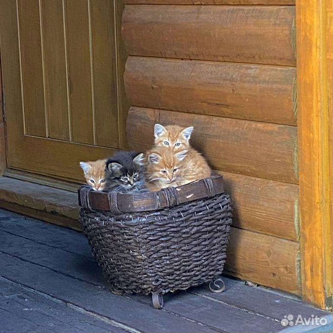 Дачные котята
