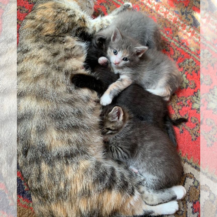 Котята