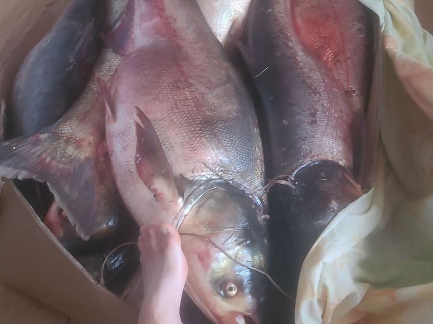 Рыба раки купл ю