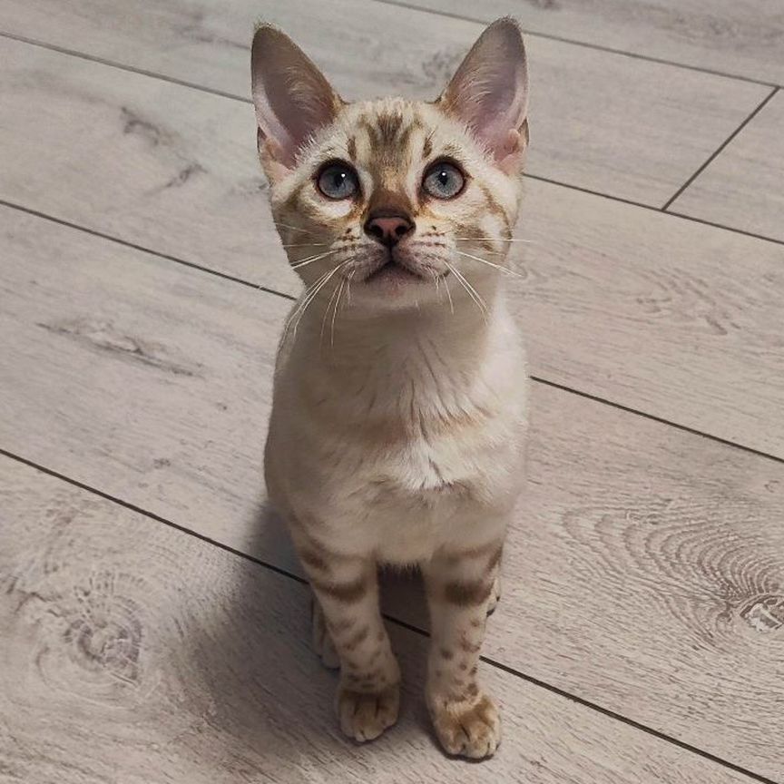 Снежная бенгальская девочка